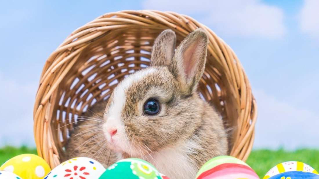 Tips for having Braces on During the Easter Break | Home Care and ...